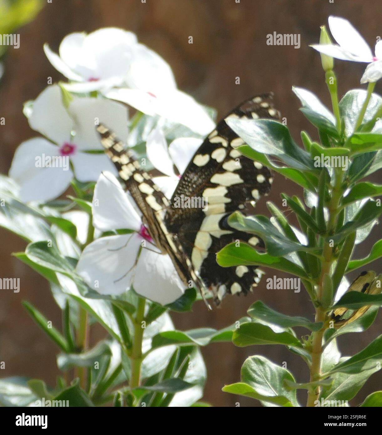 Citrus Swallowtail (Papilio demodocus), Insecta, Santo Antão, Cape ...