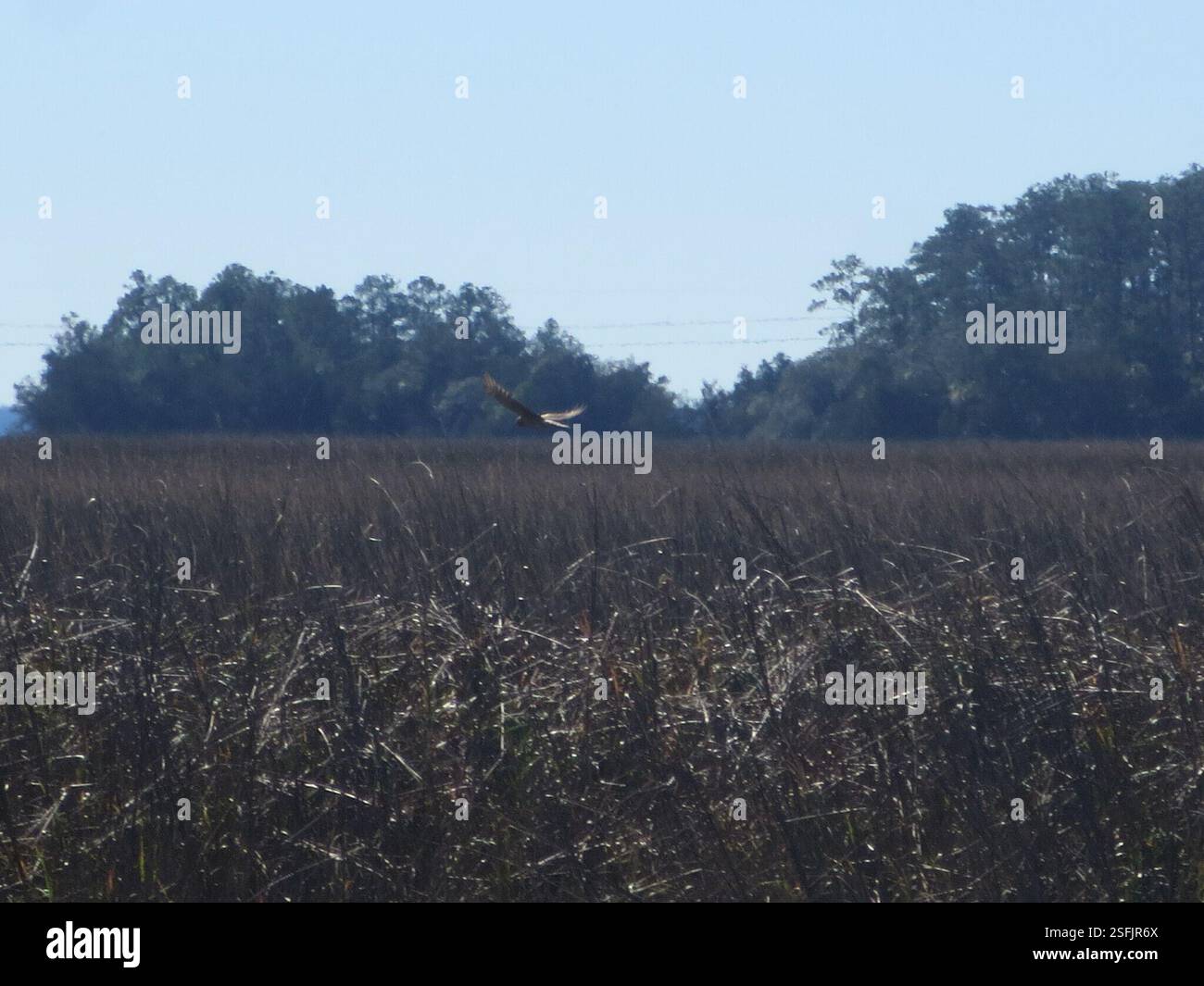 Northern Harrier (Circus hudsonius), Aves, Windsor Forest, Savannah, GA ...