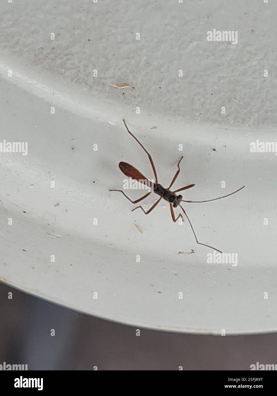 (Colobathristidae), Insecta, Klaaskreek, Suriname Stock Photo - Alamy