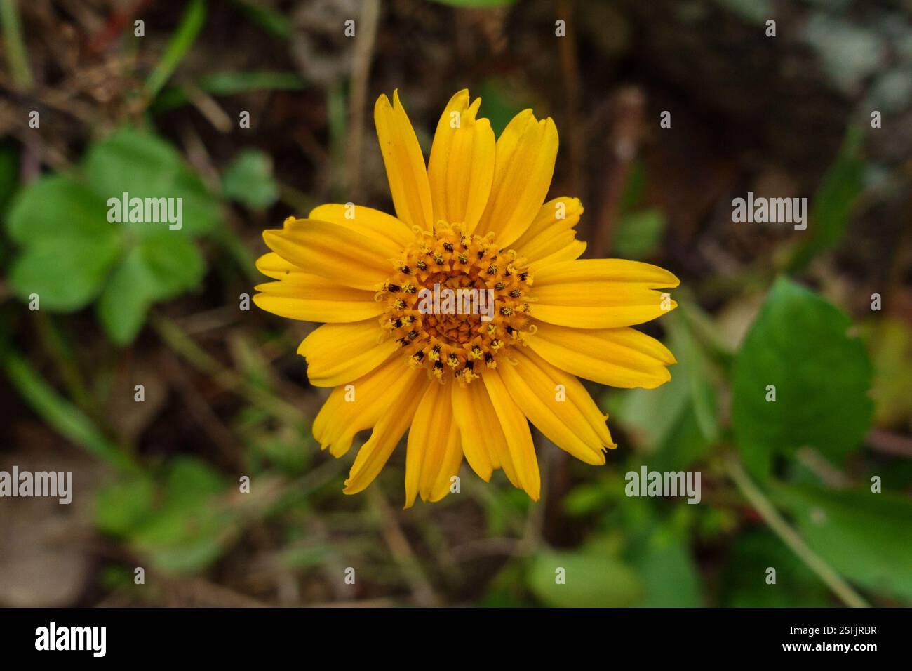 trailing daisy (Sphagneticola trilobata), Plantae, Mui Wo, Hong Kong ...