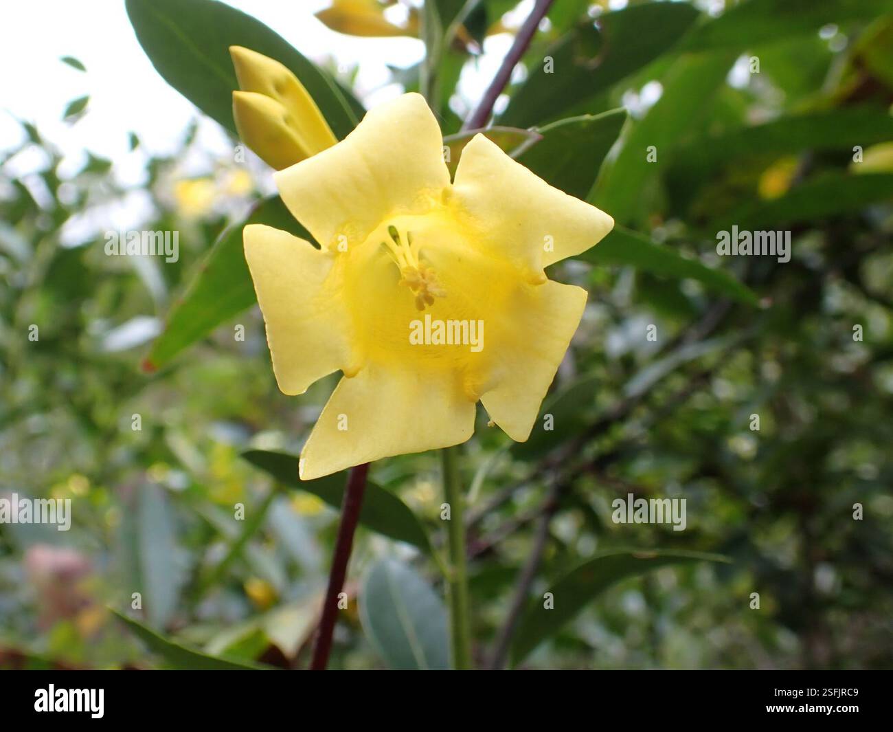 yellow jessamine (Gelsemium sempervirens), Plantae, North Carolina, US ...