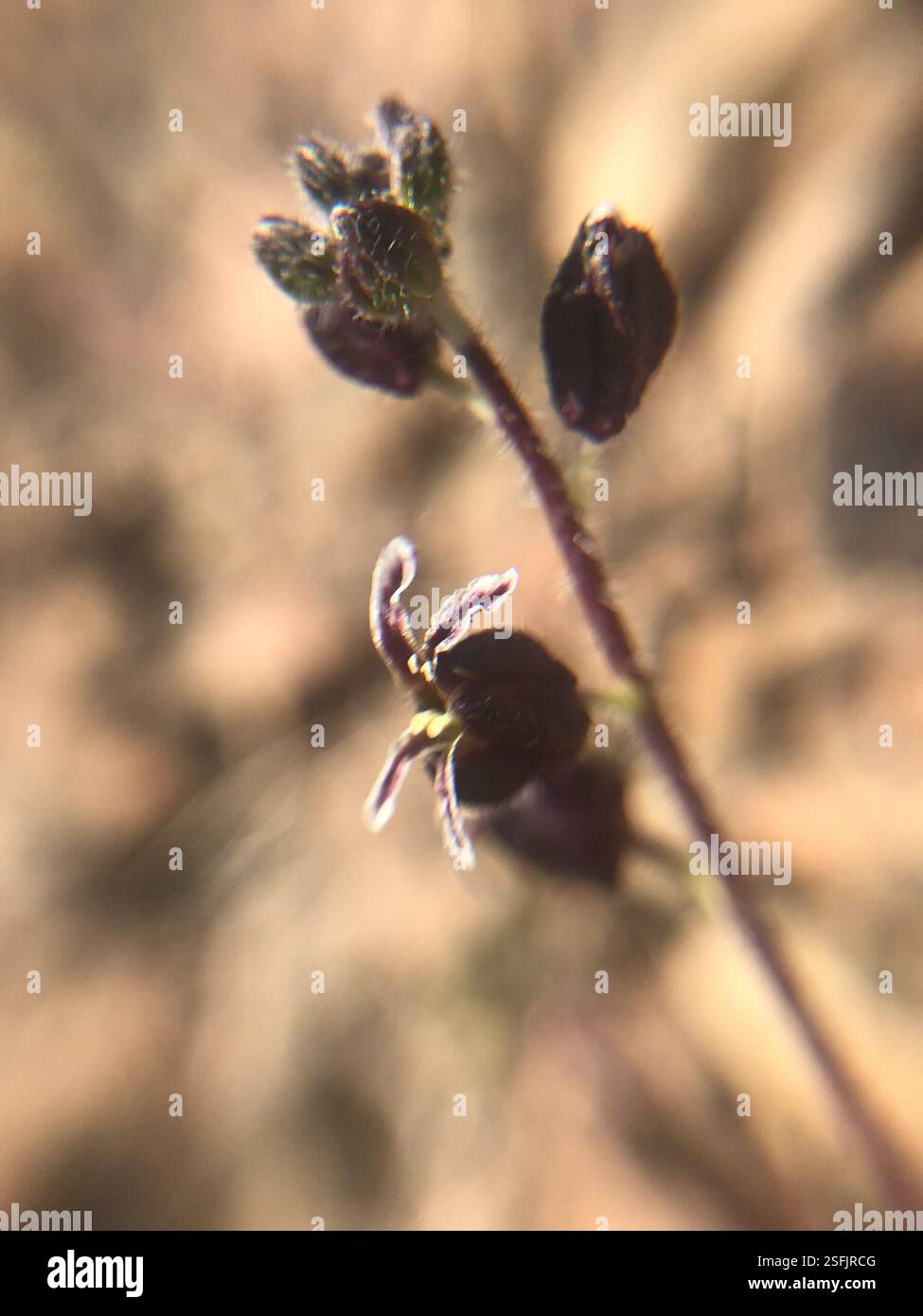 most beautiful jewelflower (Streptanthus glandulosus glandulosus ...