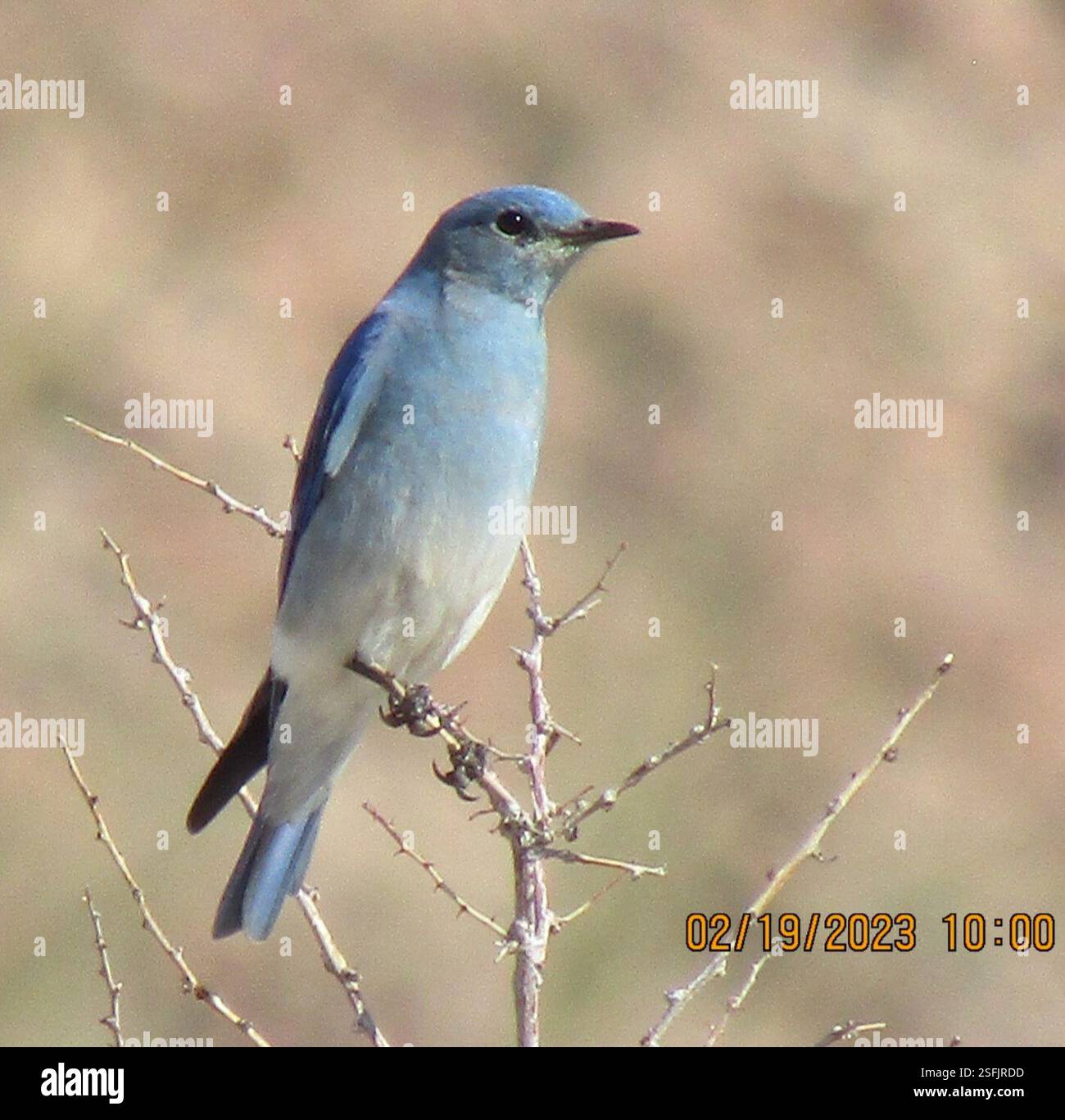 Mountain Bluebird (Sialia currucoides), Aves, Riverside County, CA, USA ...
