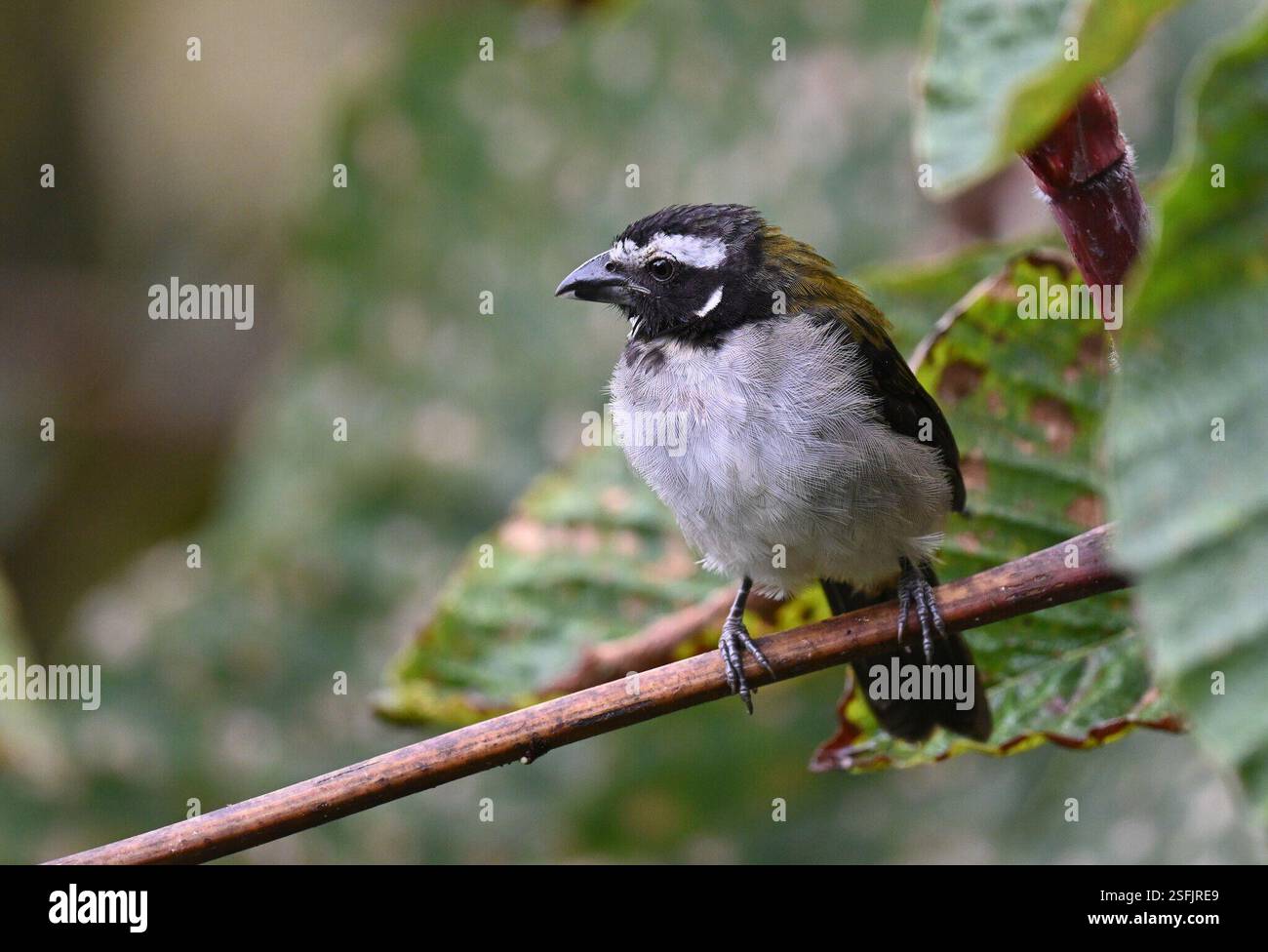 Black-winged Saltator (Saltator atripennis), Aves, Balcon Tumpiki Lodge ...