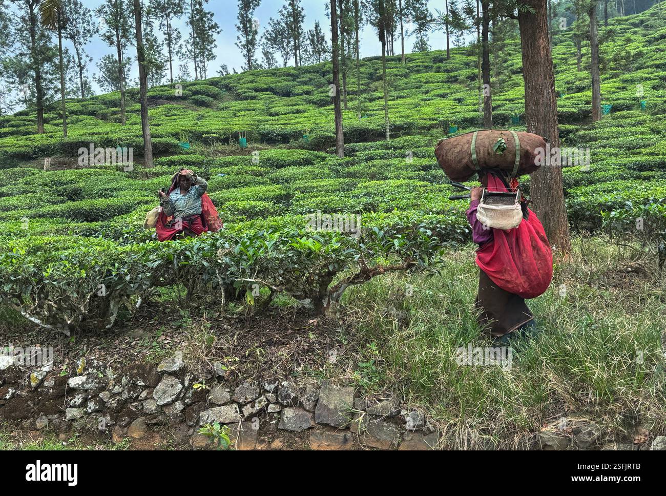 Local tribal groups picking tea on a plantation in Wayanad District ...