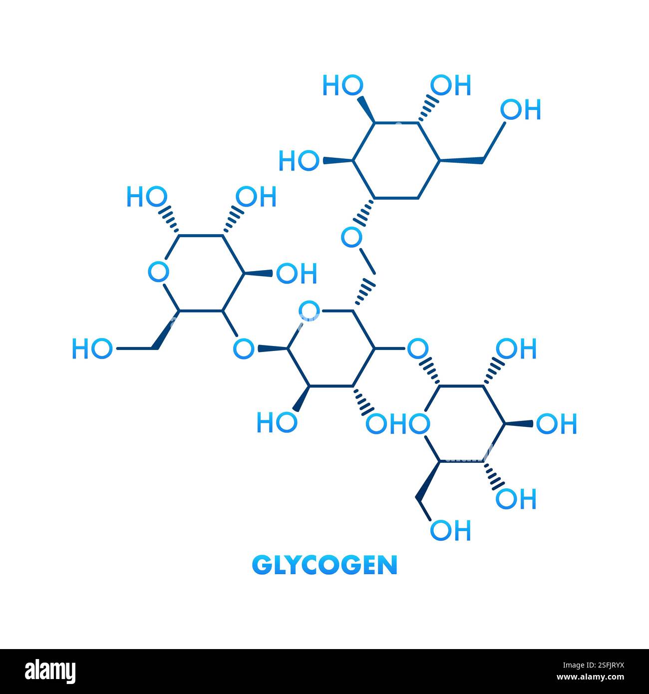 Glycogen, Multi Branched Polysaccharide of Glucose Forming Energy ...