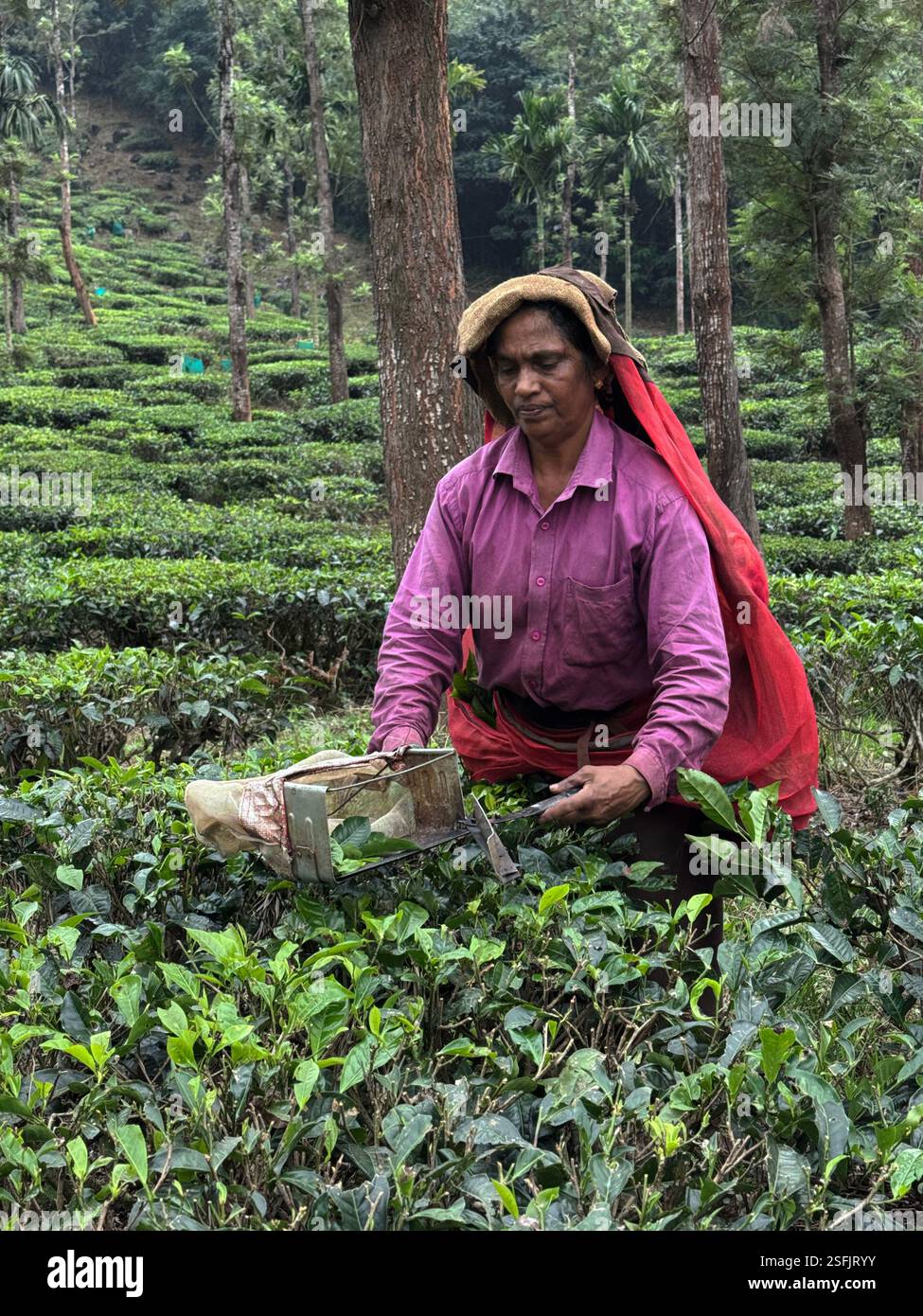 Local tribal groups picking tea on a plantation in Wayanad District ...