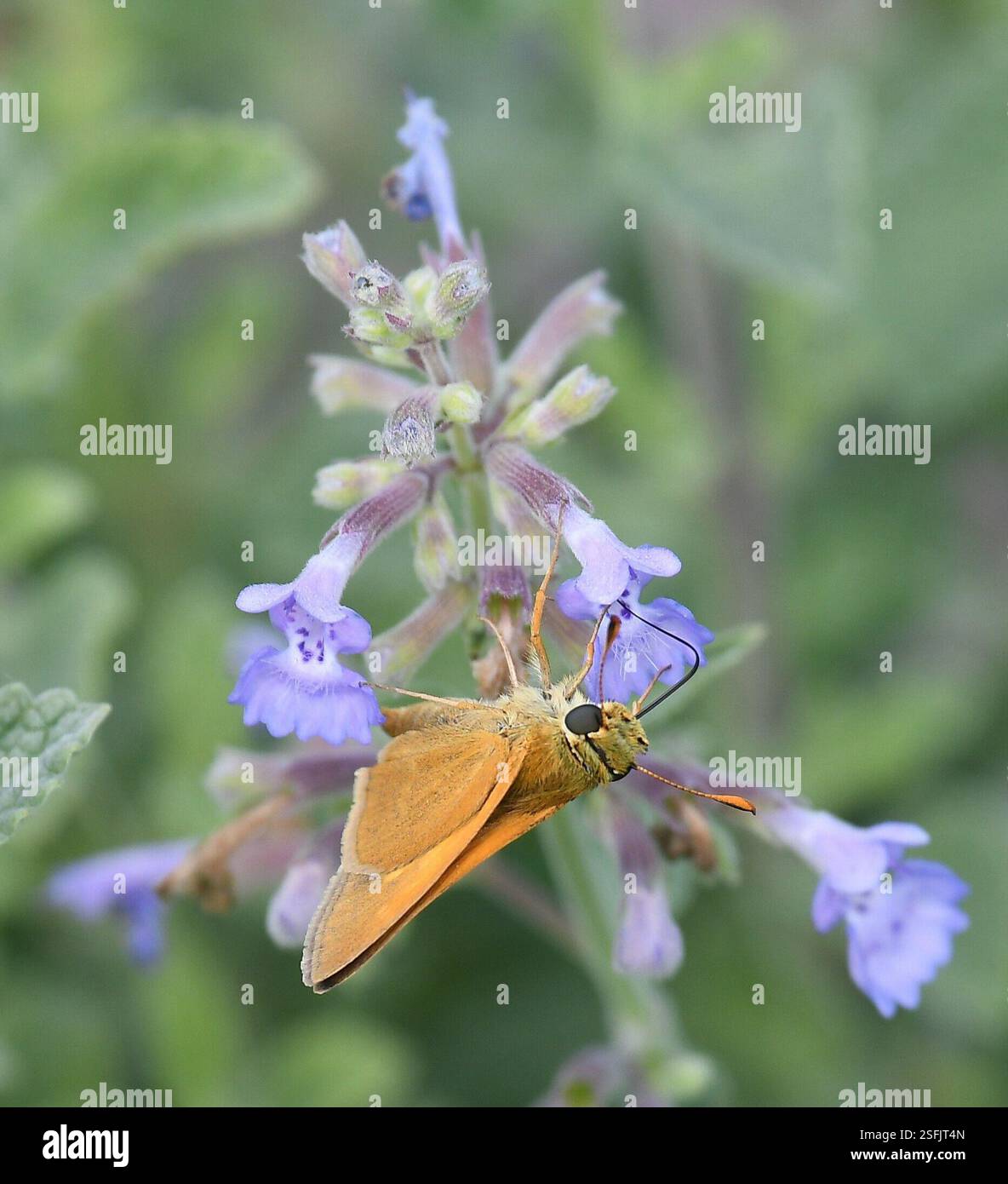 (Polites), Insecta, Bellefontaine Cemetery, St. Louis, MO, USA Stock ...