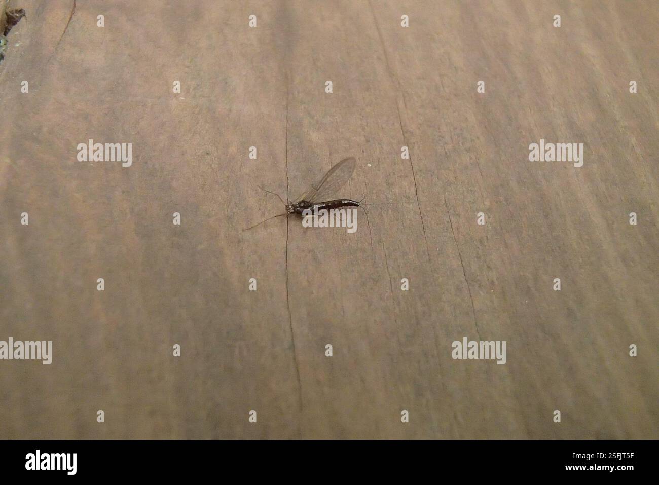 Mayflies (Ephemeroptera), Insecta, 62 Railway Parade, Wentworth Falls ...