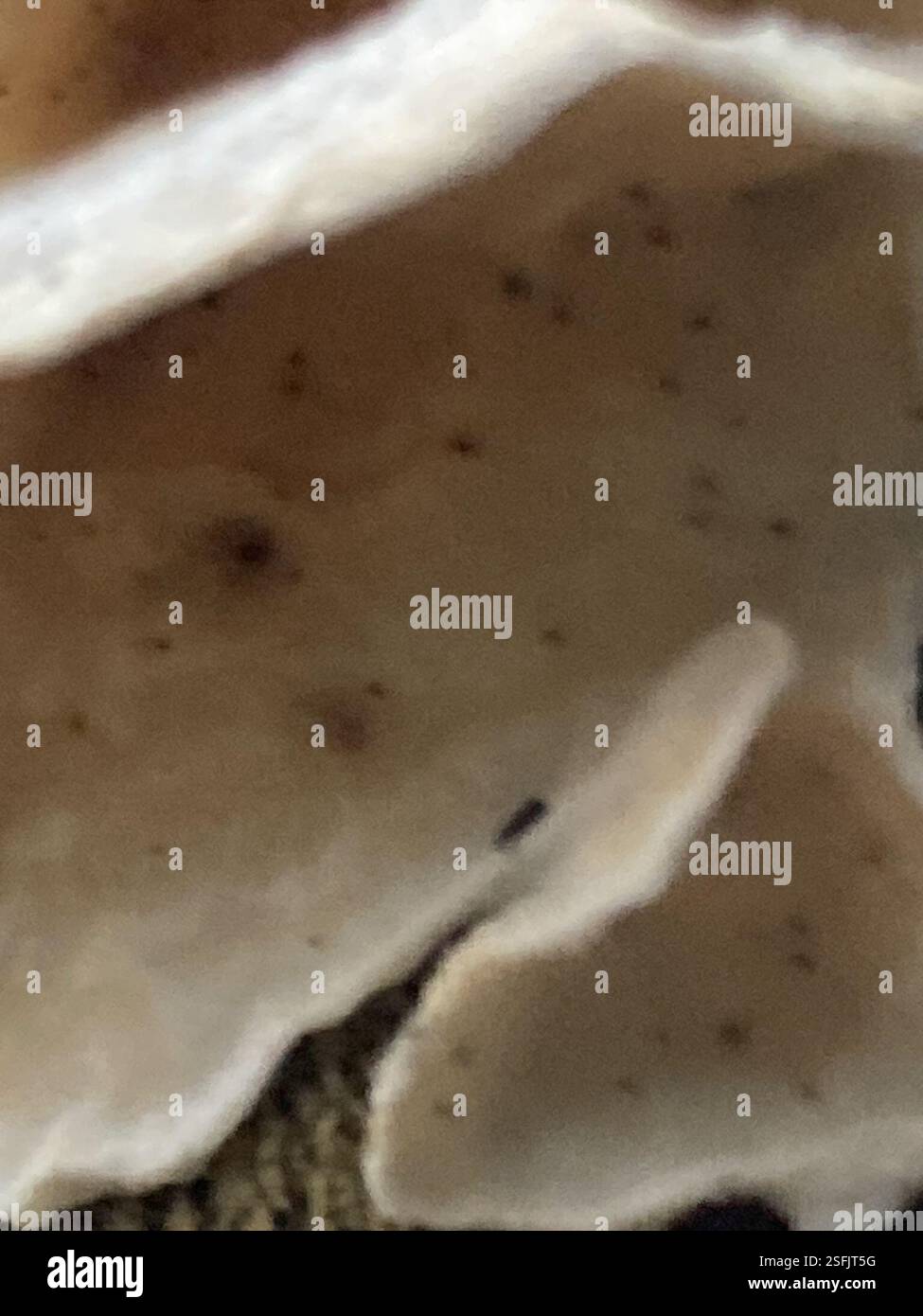 (Trametes pubescens), Fungi, Sheen Common Dr, Richmond, England, GB ...