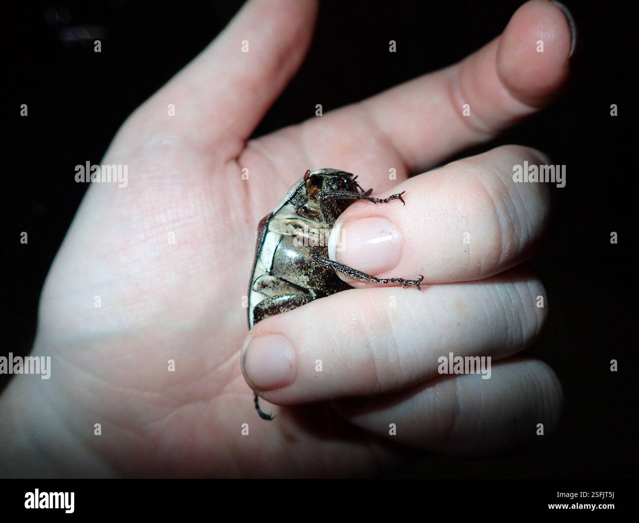 Scarabs (Scarabaeidae), Insecta, Lahad Datu, Sabah, Malaysia Stock ...