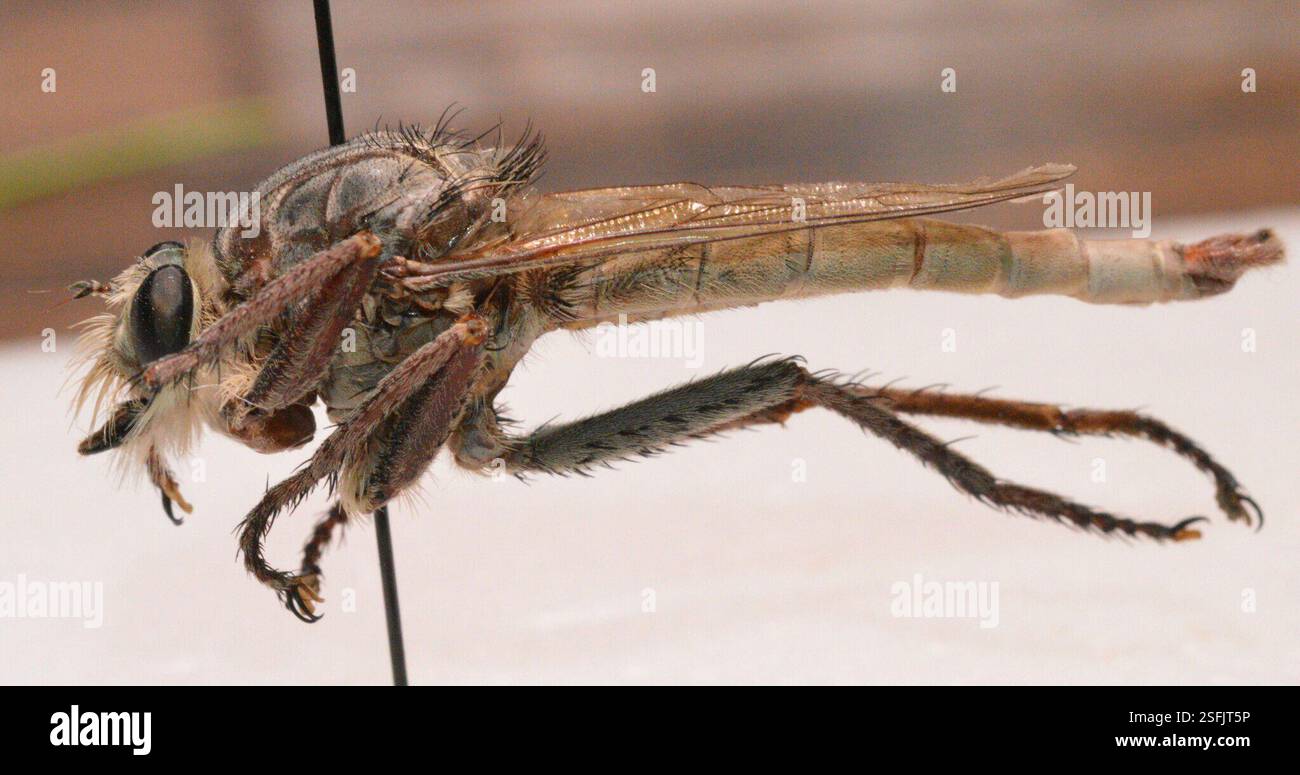 Common Marauder (Proctacanthus milbertii), Insecta, Nebraska, US, 39mm ...