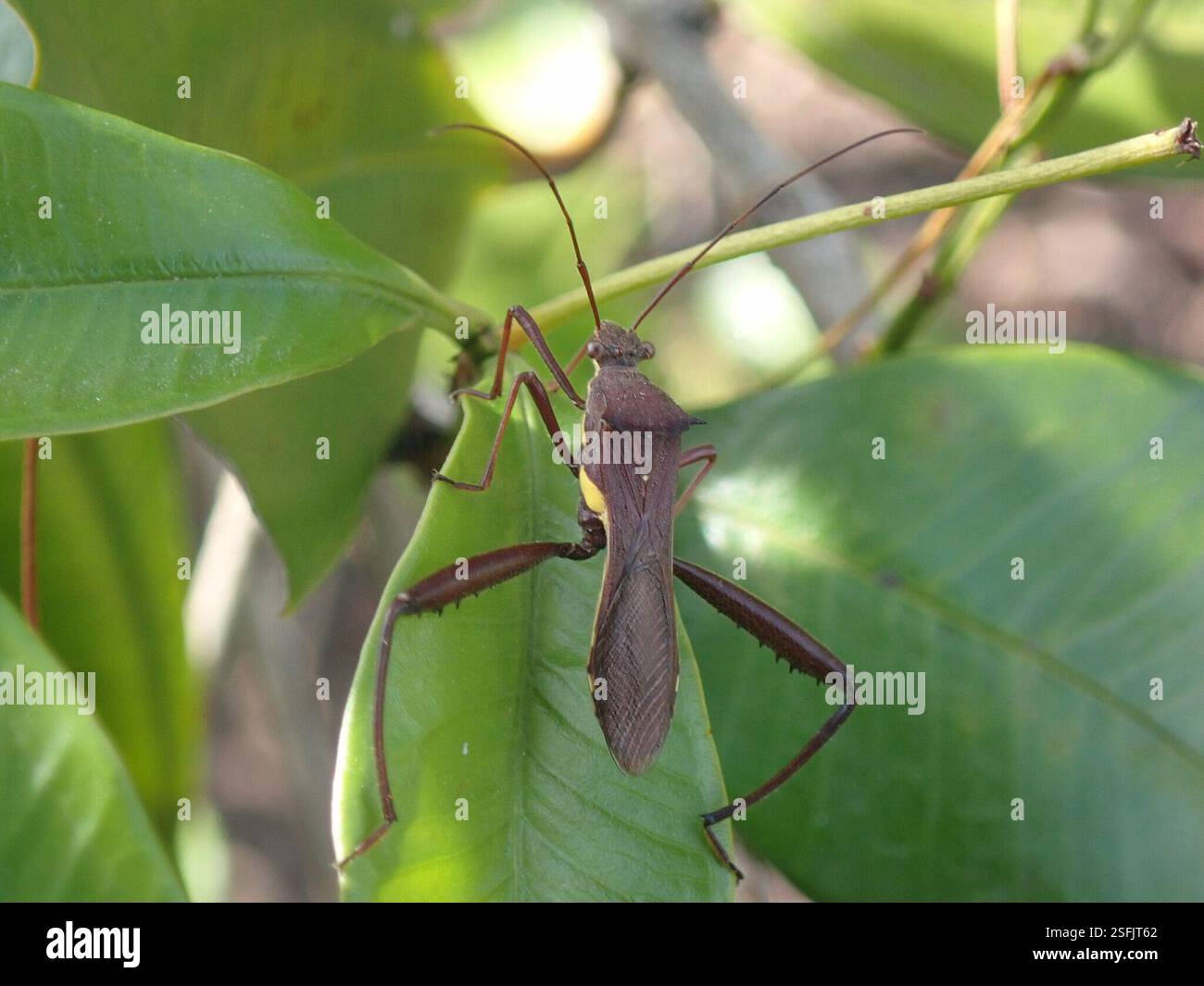 brown bean bug (Riptortus serripes), Insecta, Caravonica QLD 4878 ...