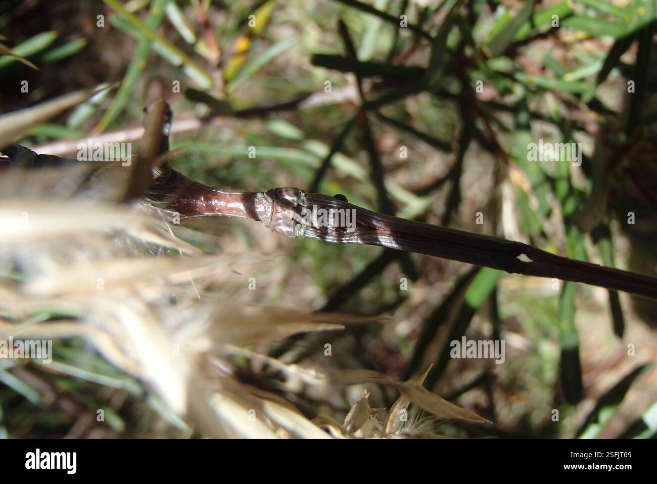 (Podacanthus), Insecta, 62 Railway Parade, Wentworth Falls NSW 2782 ...