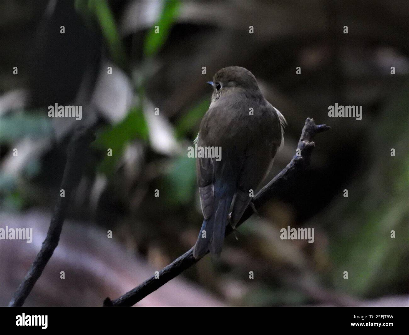 Red-flanked Bluetail (Tarsiger cyanurus), Aves, Mid-Levels, Hong Kong Stock Photo - Alamy