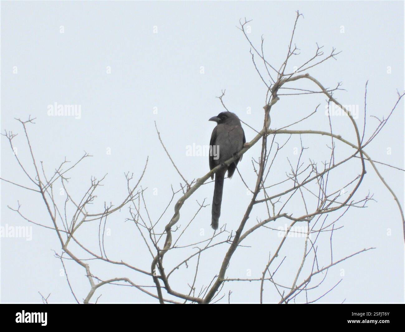 Gray Treepie (Dendrocitta formosae), Aves, Wu Kau Tang, Hong Kong Stock ...