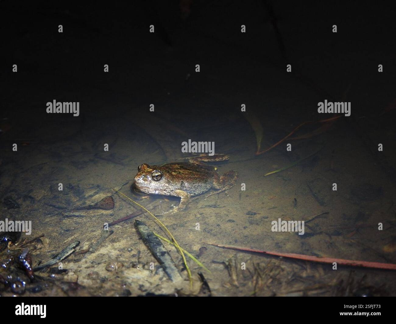 Common Eastern Froglet (Crinia signifera), Amphibia, Hobart TAS ...