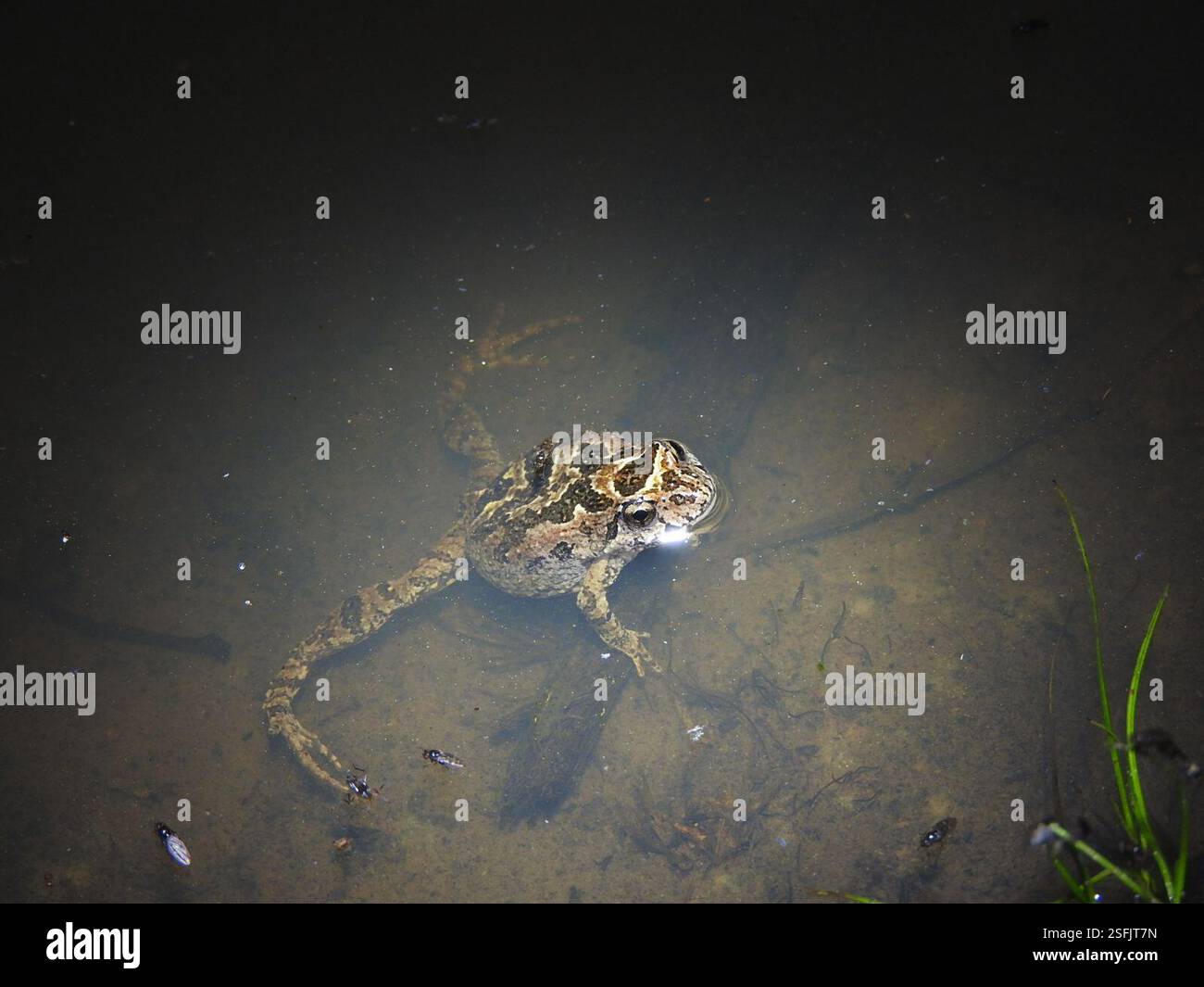 Common Eastern Froglet (Crinia signifera), Amphibia, Hobart TAS ...