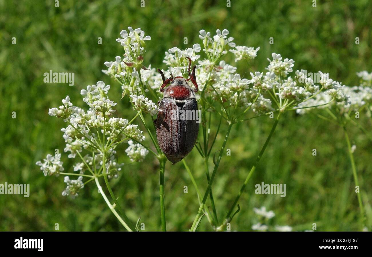 Chestnut cockchafer (Melolontha hippocastani), Insecta, Иннополис, Респ ...