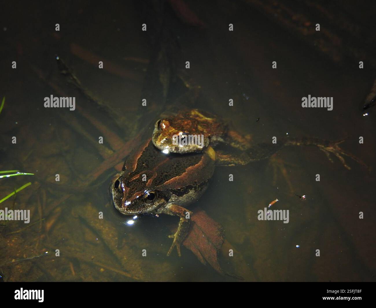 Common Eastern Froglet (Crinia signifera), Amphibia, Hobart TAS ...