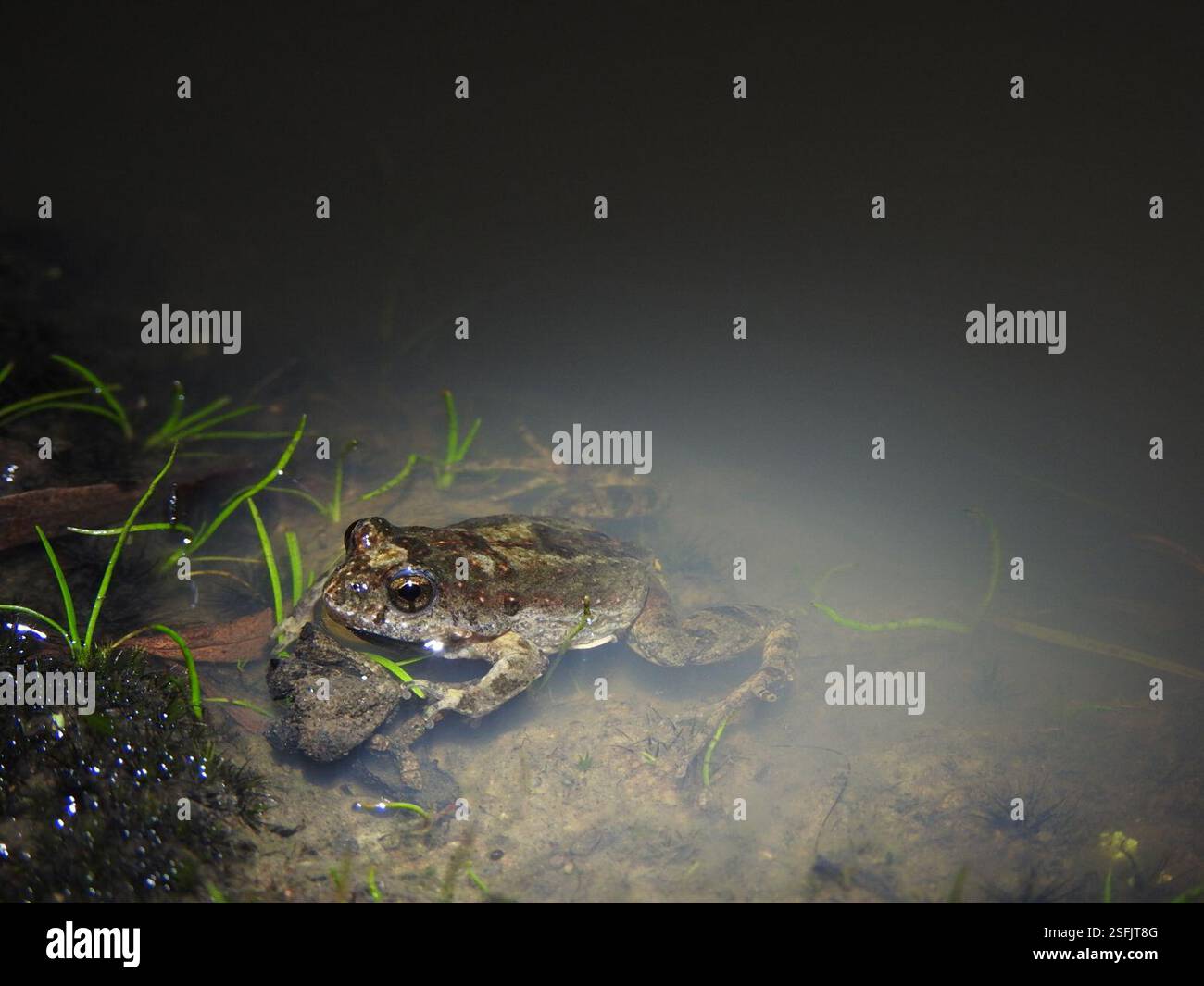 Common Eastern Froglet (Crinia signifera), Amphibia, Hobart TAS ...