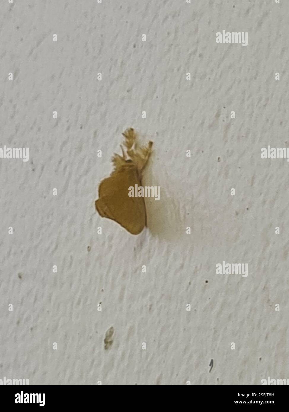 Jewel Caterpillar Moths (Dalceridae), Insecta, Kwakoegron, Suriname ...