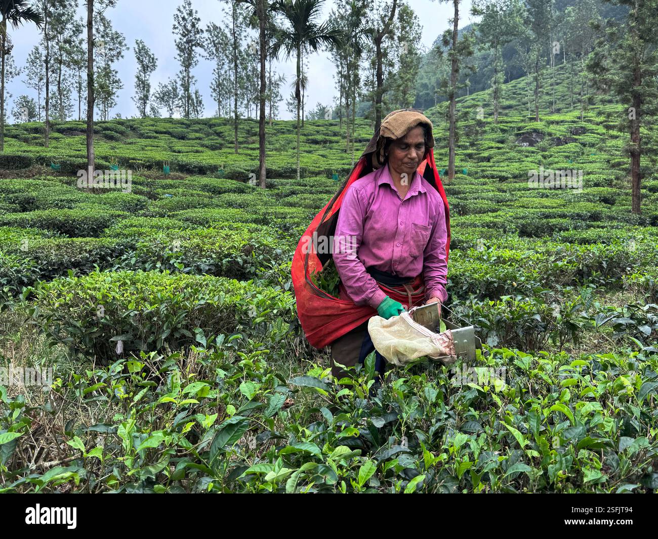 Local tribal groups picking tea on a plantation in Wayanad District ...