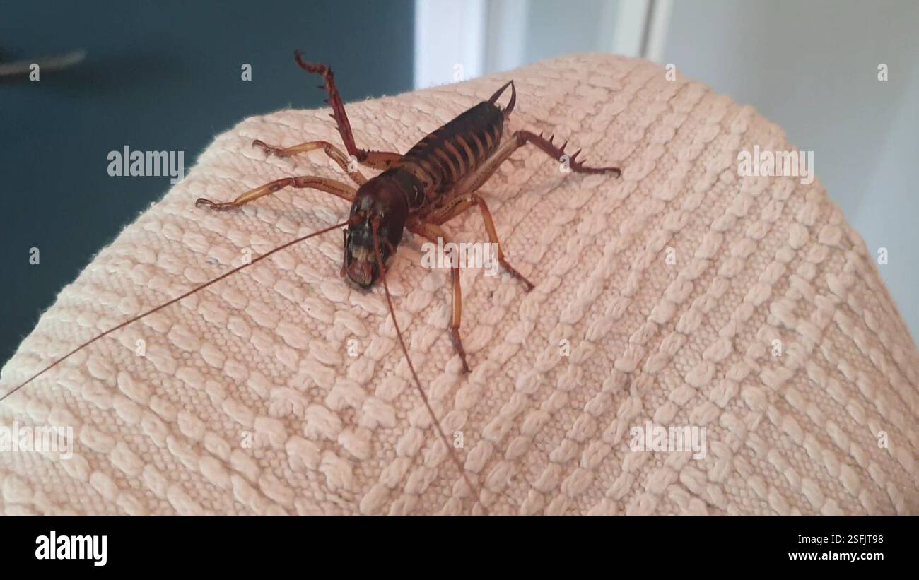 Wellington Tree Wētā (Hemideina crassidens), Insecta, Mākara ...