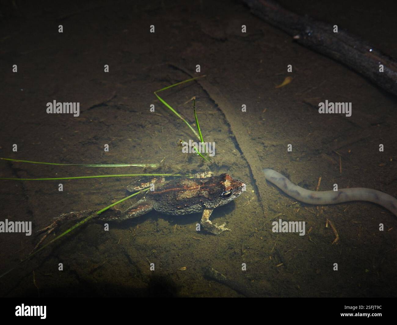 Common Eastern Froglet (Crinia signifera), Amphibia, Hobart TAS ...