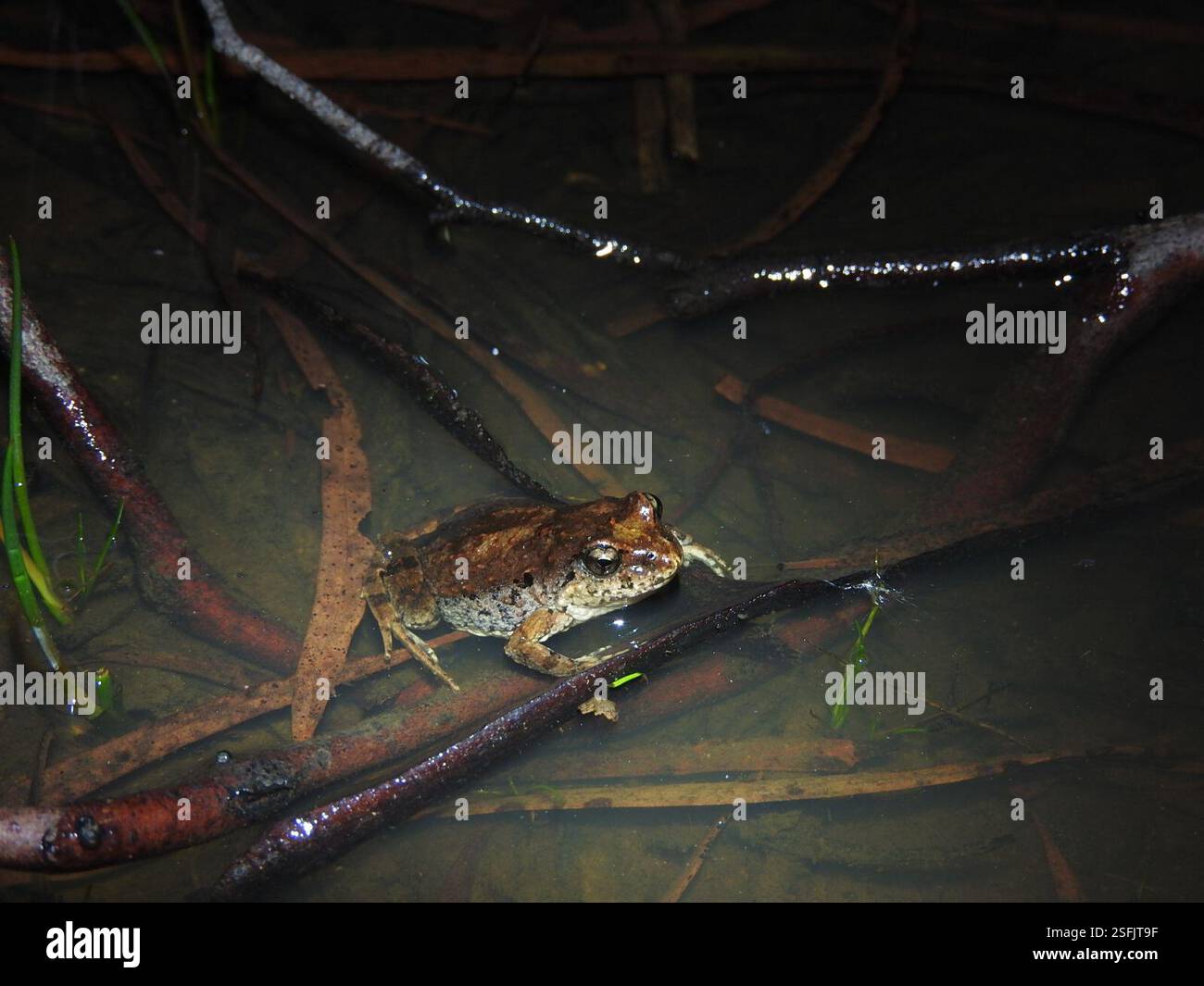 Common Eastern Froglet (Crinia signifera), Amphibia, Hobart TAS ...