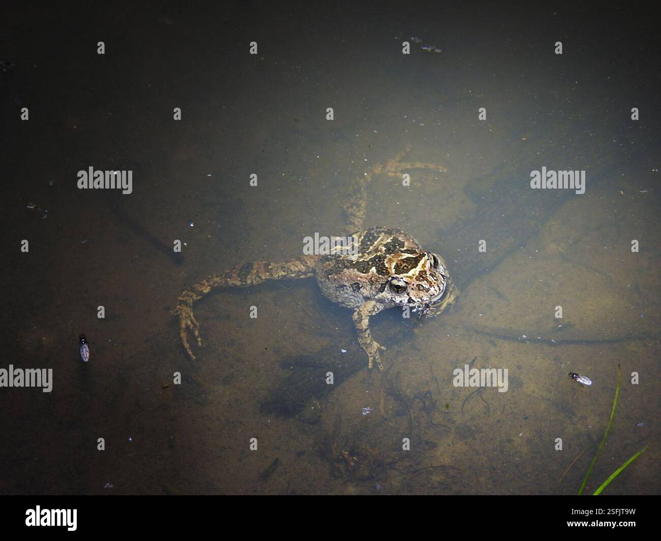 Common Eastern Froglet (Crinia signifera), Amphibia, Hobart TAS ...
