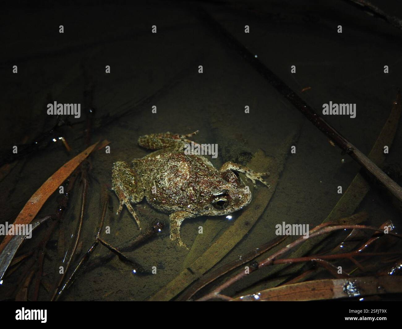 Common Eastern Froglet (Crinia signifera), Amphibia, Hobart TAS ...