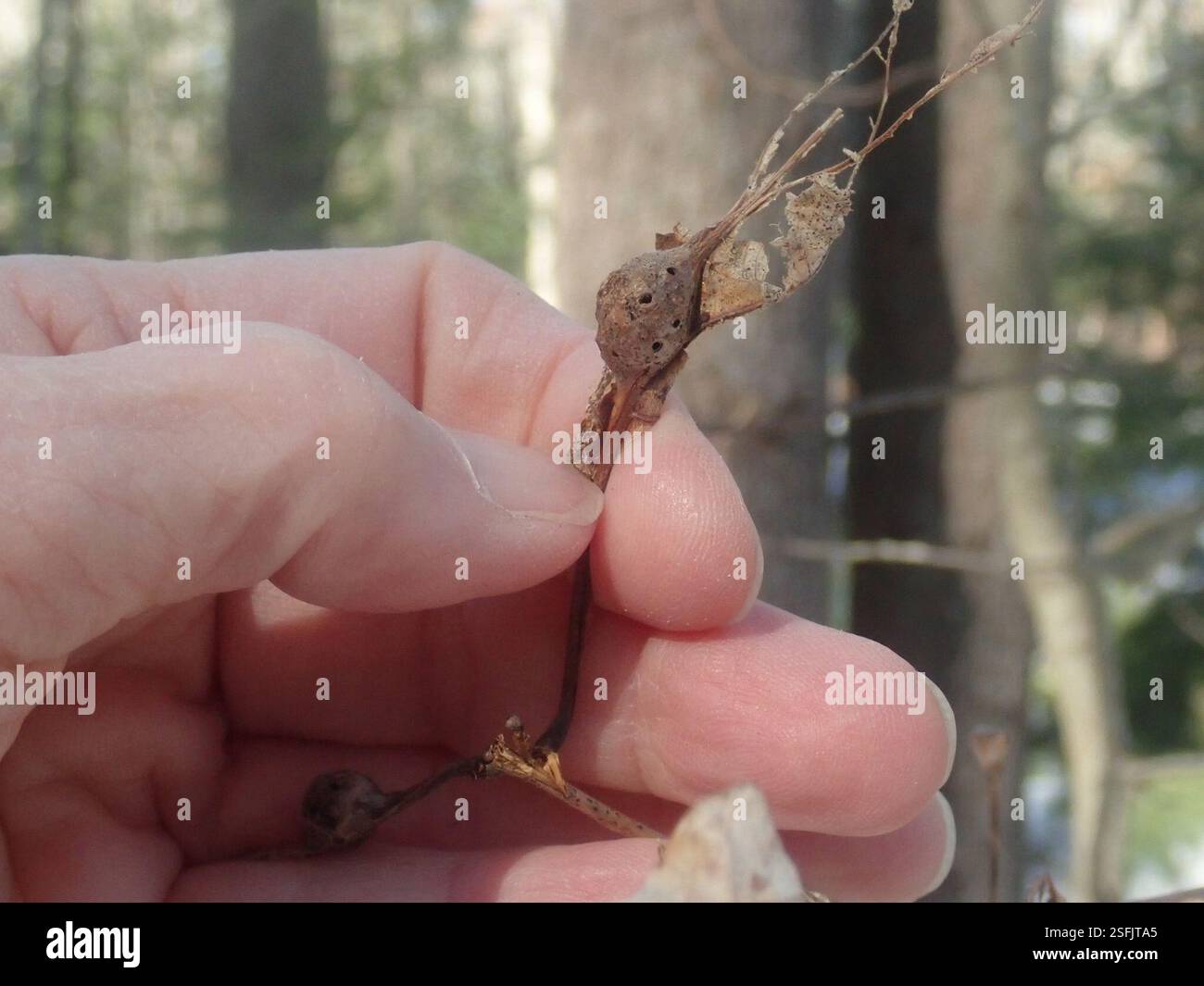 Oak Petiole Gall Wasp (Andricus quercuspetiolicola), Insecta, Athol, MA ...
