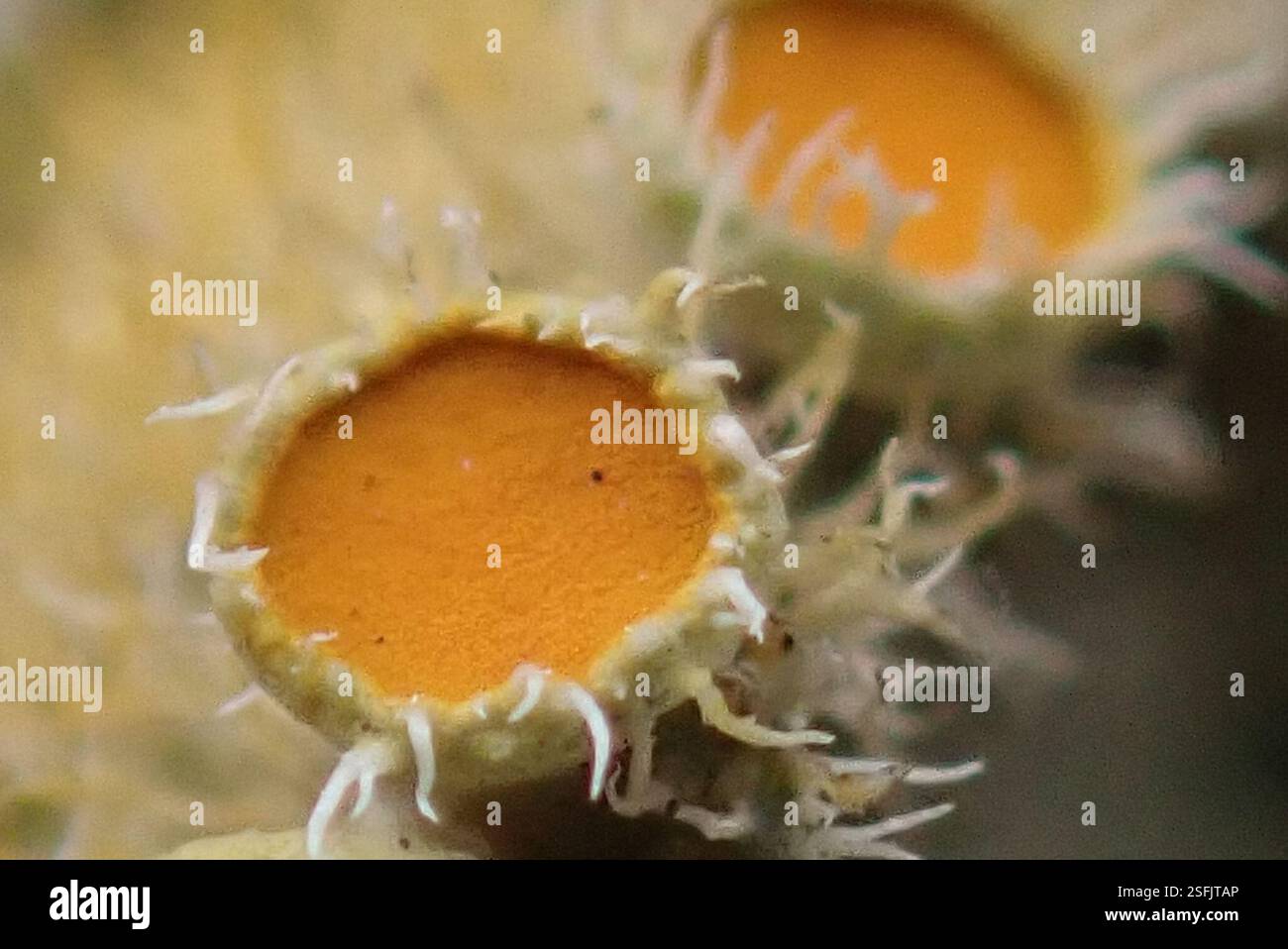 Golden-eye Lichen (Teloschistes chrysophthalmus), Fungi, Ehlanzeni ...