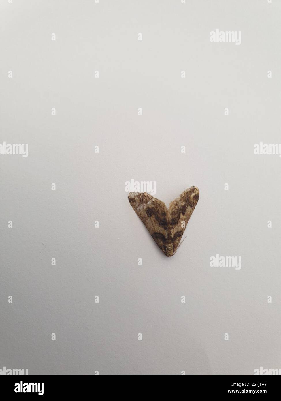 Spring Usher Moth (Agriopis leucophaearia), Insecta, Dumfries, UK Stock ...