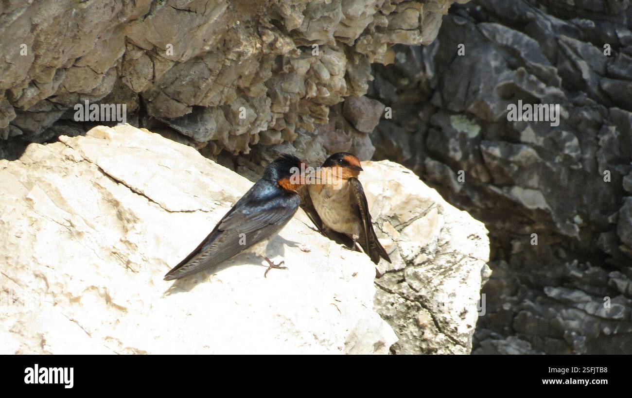 Pacific Swallow (Hirundo javanica), Aves, Краби, Таиланд Stock Photo ...
