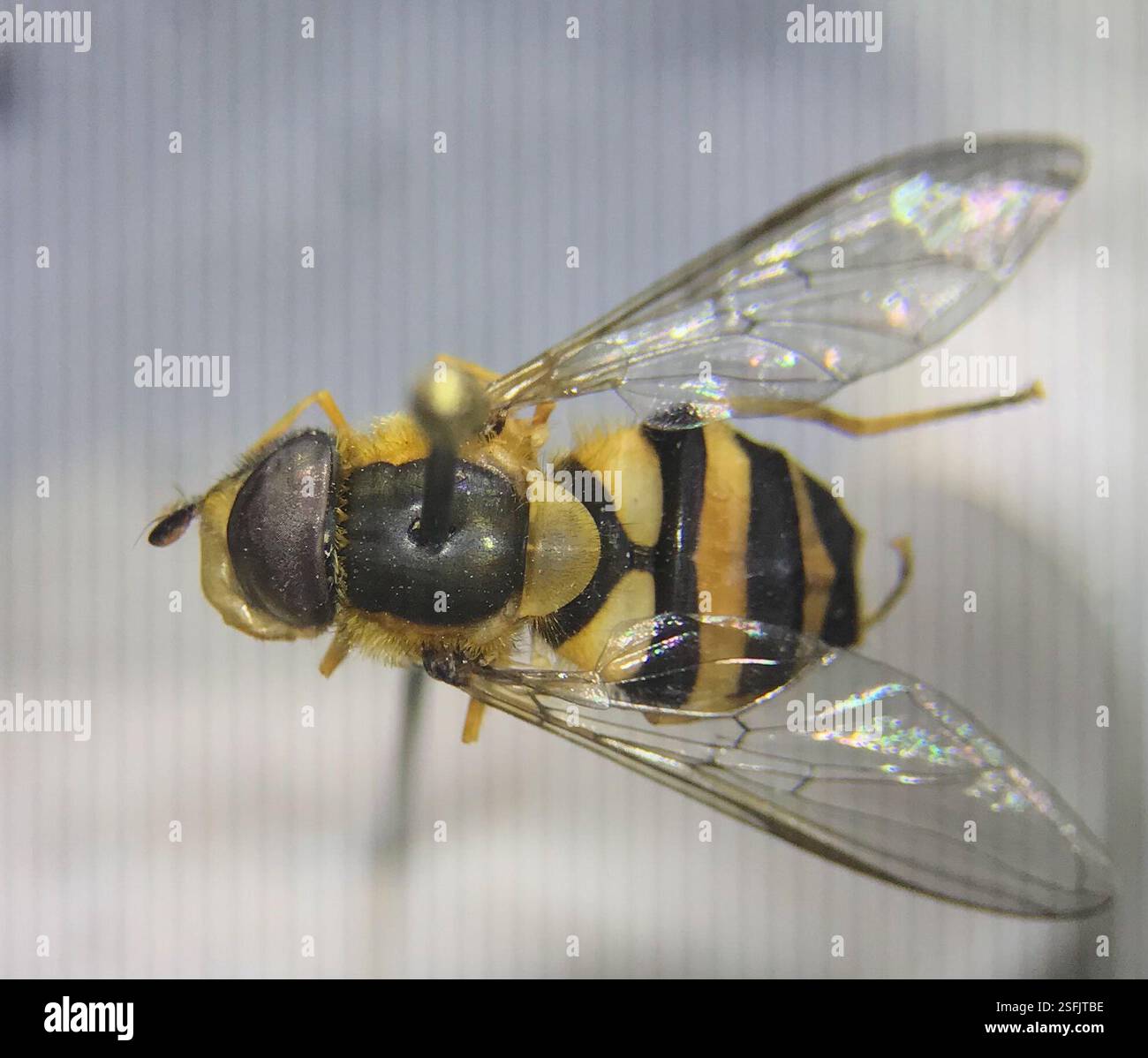 Hover Flies (Syrphidae), Insecta, Indian Cave State Park, Nemaha, NE ...