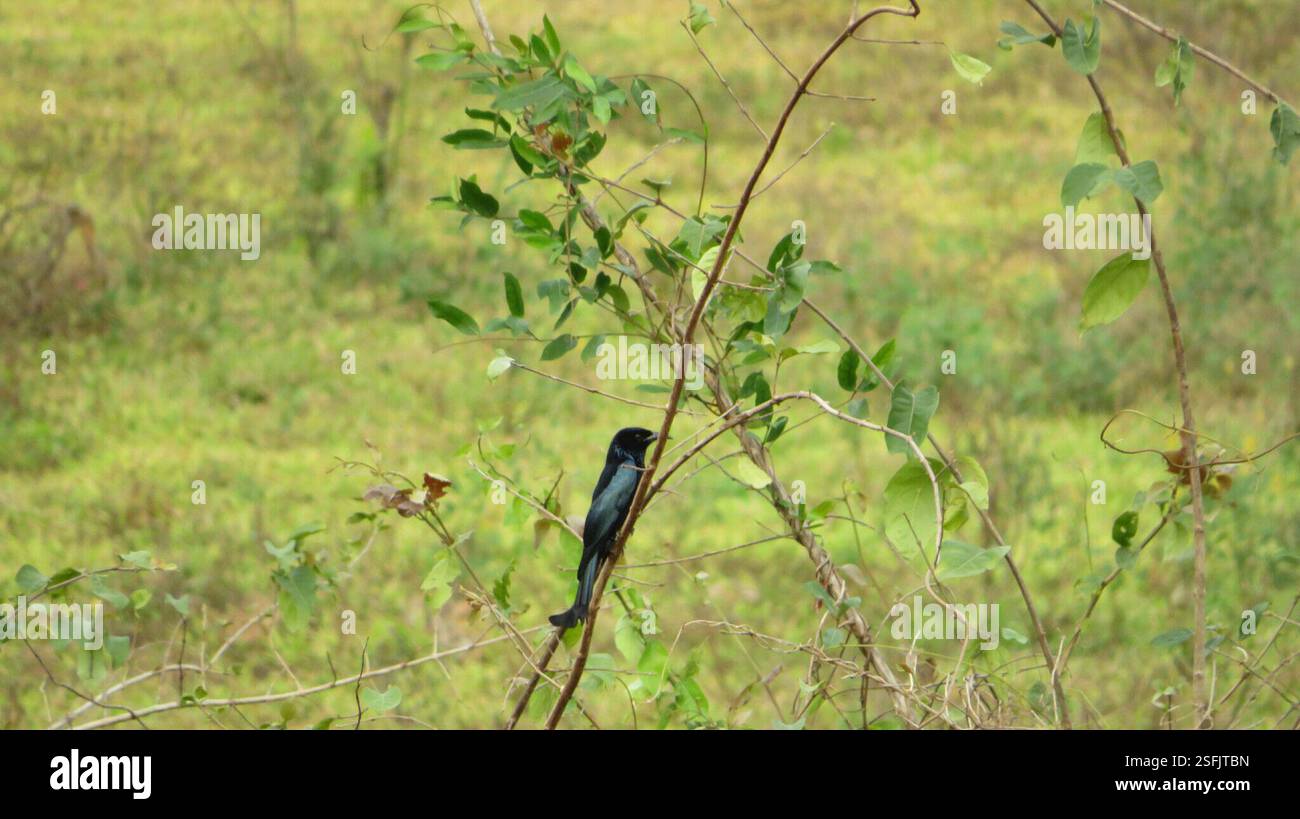 Hair-crested Drongo (Dicrurus hottentottus), Aves, Hat Kham, Kui Buri ...
