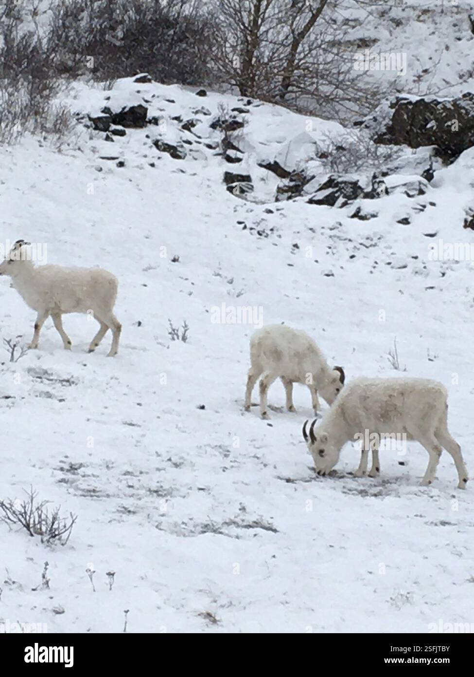 Dall's Sheep (Ovis dalli dalli), Mammalia, CHUGACH State Park ...