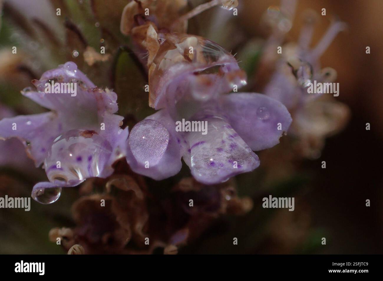 Florida pennyroyal (Piloblephis rigida), Plantae, Pasco, Florida ...