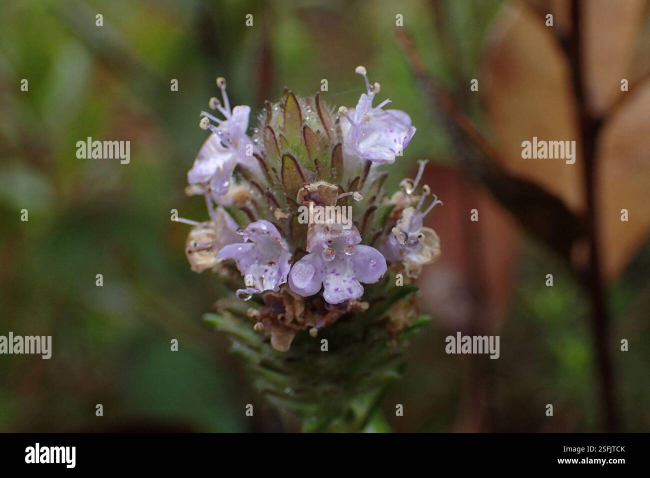Florida pennyroyal (Piloblephis rigida), Plantae, Pasco, Florida ...