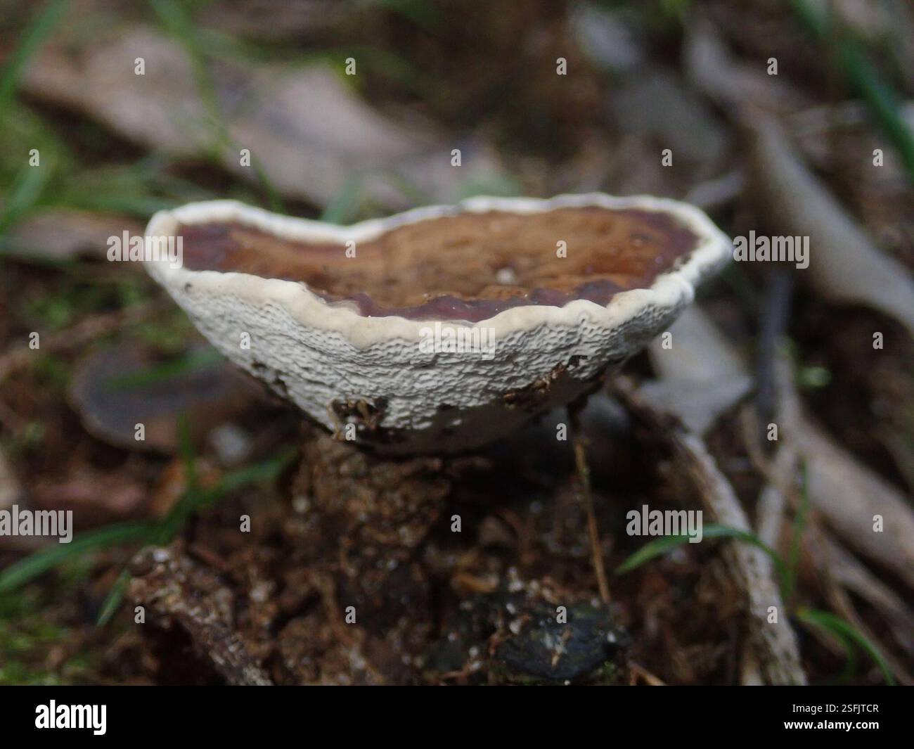 red-staining stalked polypore (Sanguinoderma rude), Fungi, Ehlanzeni ...