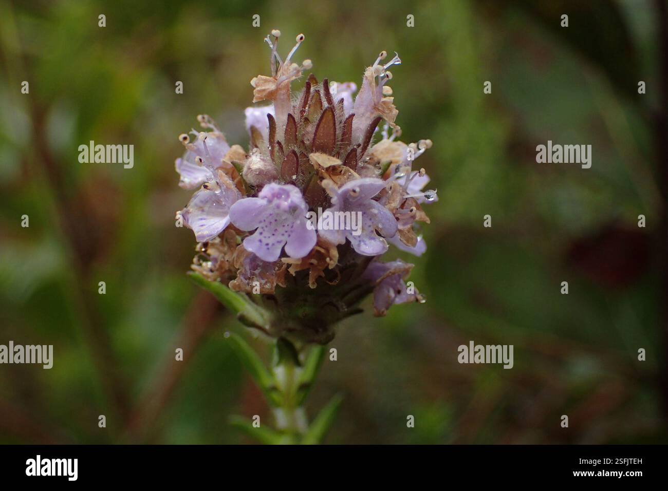 Florida pennyroyal (Piloblephis rigida), Plantae, Pasco, Florida ...
