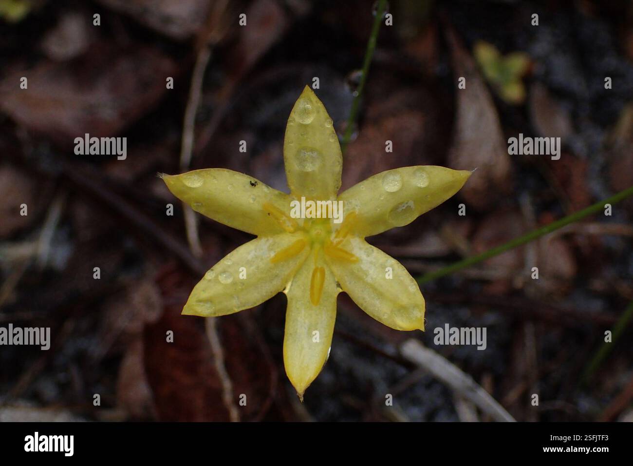 fringed star grass (Hypoxis juncea), Plantae, Pasco, Florida, United ...