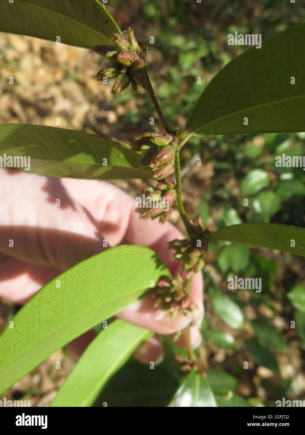 fetterbush lyonia (Lyonia lucida), Plantae, Windsor Forest, Savannah ...
