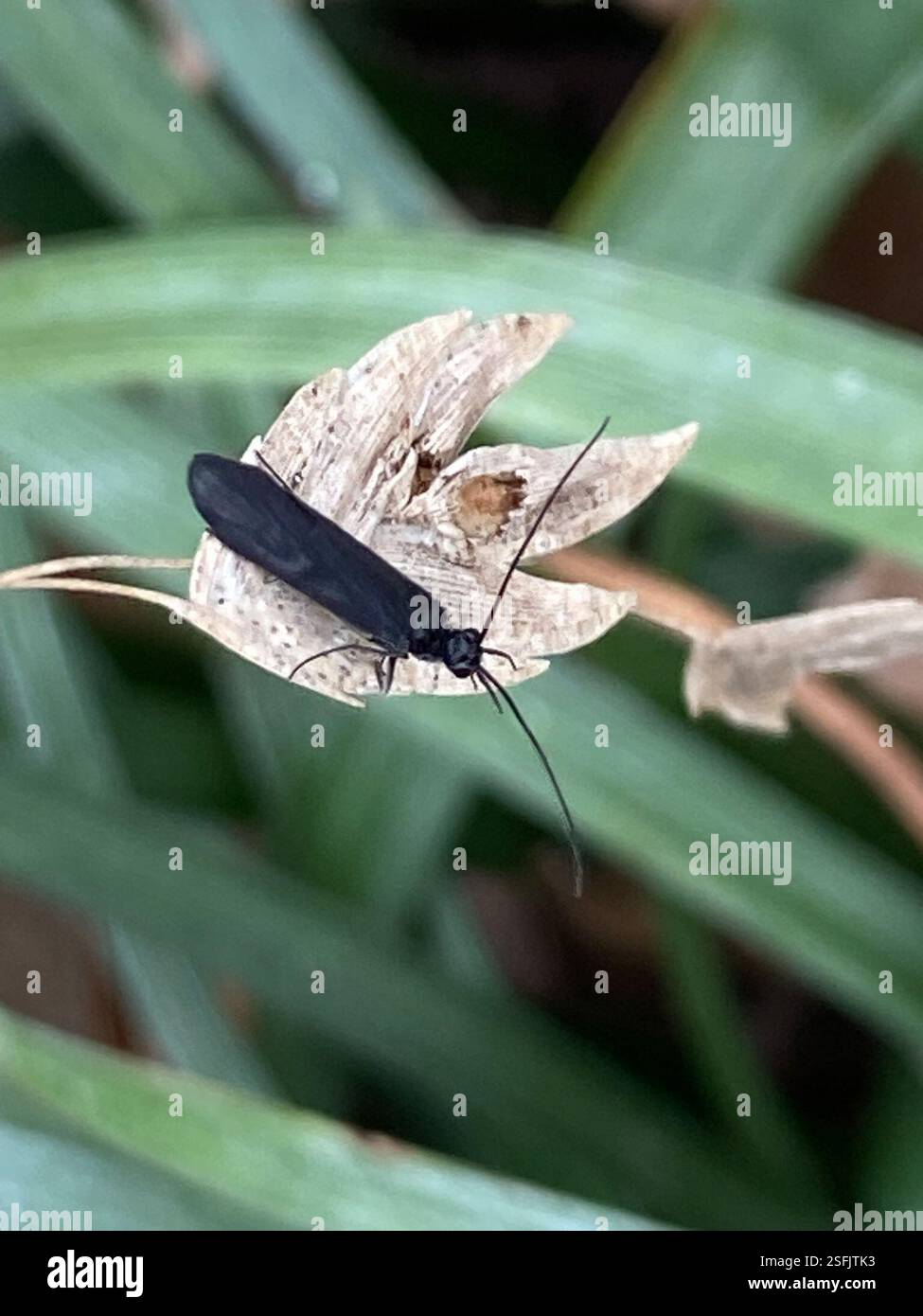 Little Black Caddisflies (Chimarra), Insecta, Latta Park, Charlotte, NC ...