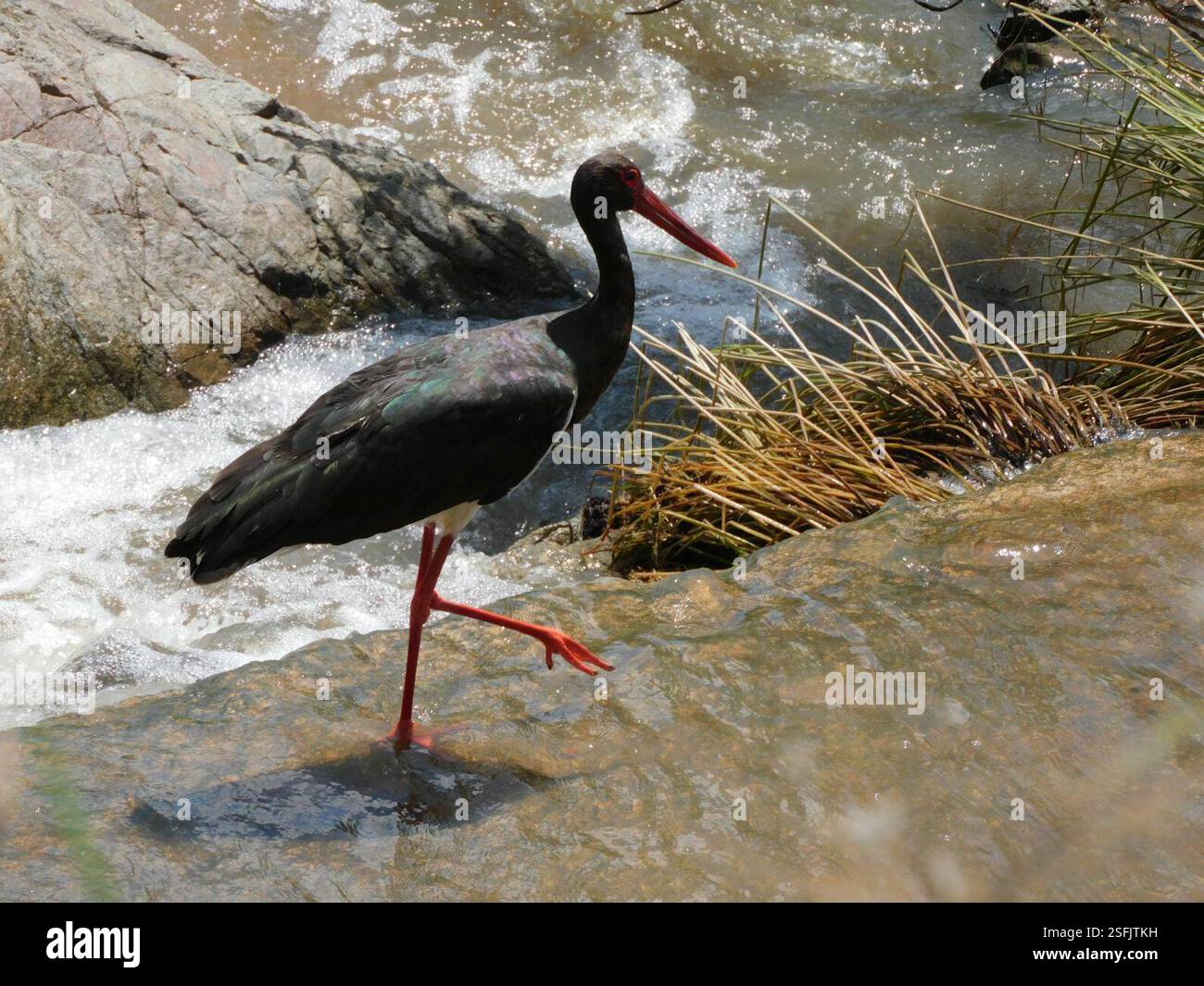 Black Stork (Ciconia nigra), Aves, Kruger Park, Ehlanzeni District ...