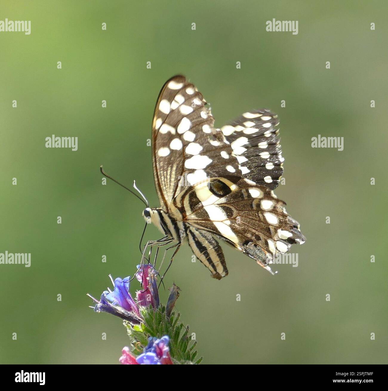 Citrus Swallowtail (Papilio demodocus), Insecta, Santo Antão, Cape ...