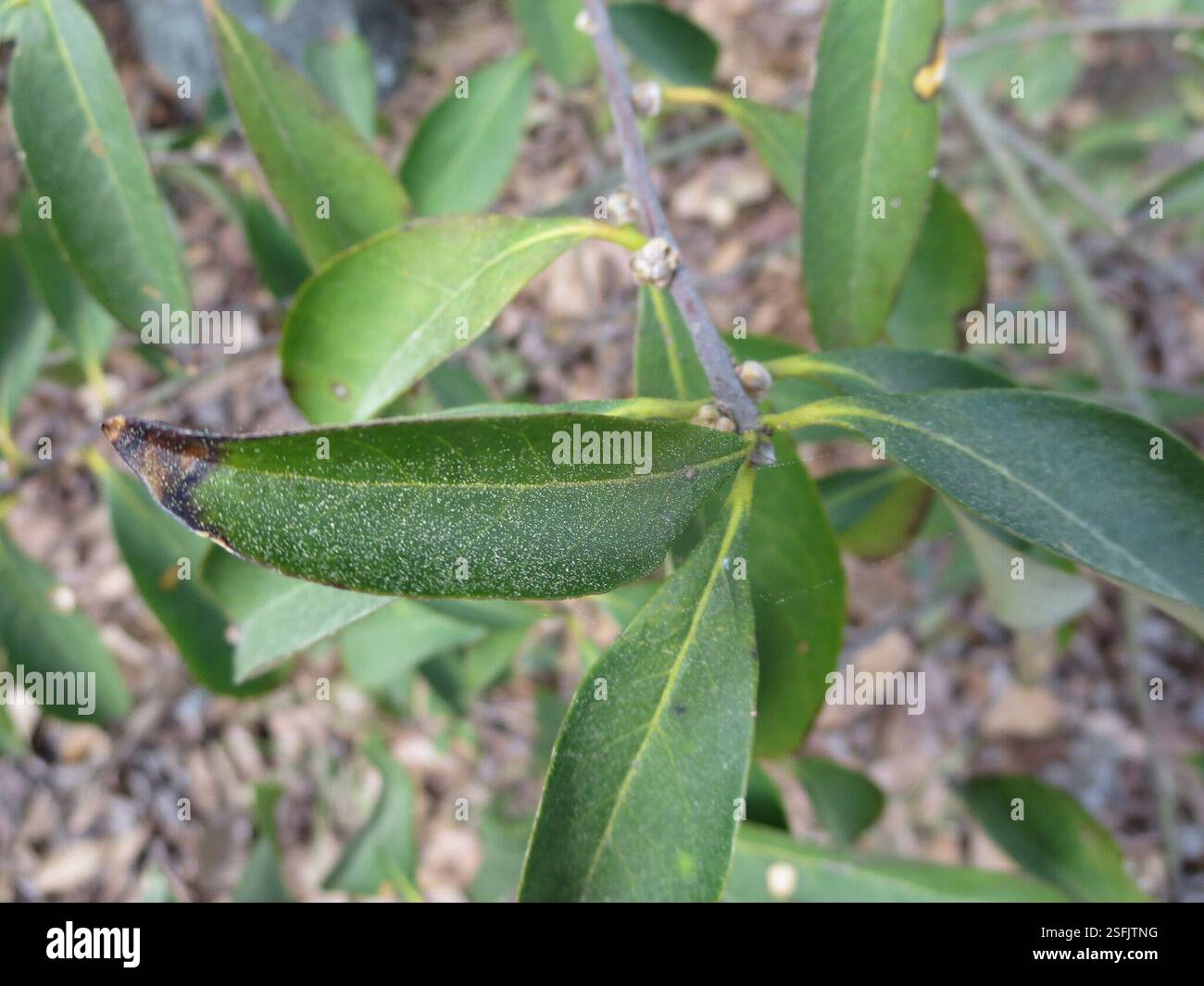 Sweetleaf (Symplocos tinctoria), Plantae, Windsor Forest, Savannah, GA ...