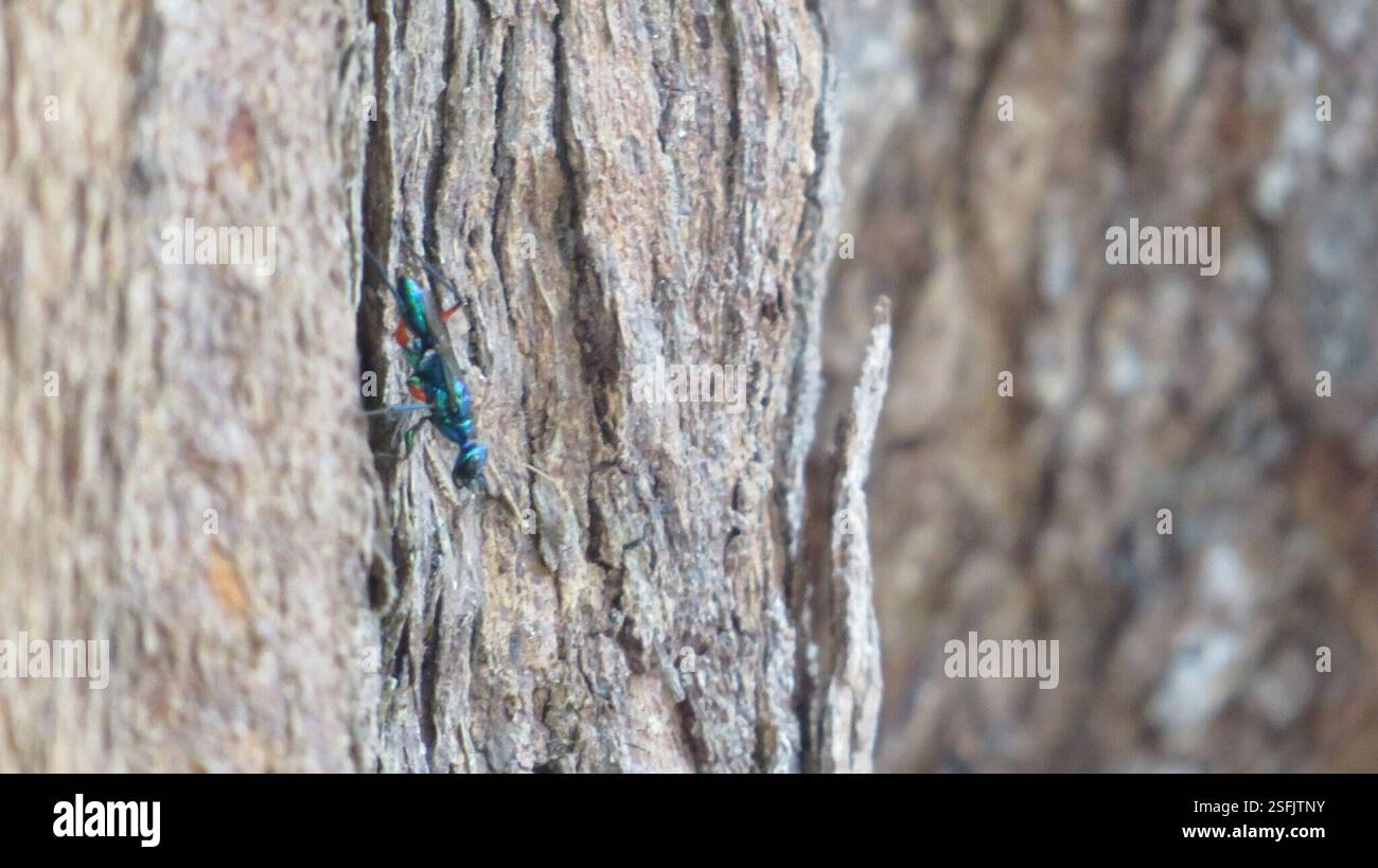 Emerald Cockroach Wasp (Ampulex compressa), Insecta, Краби, Таиланд ...